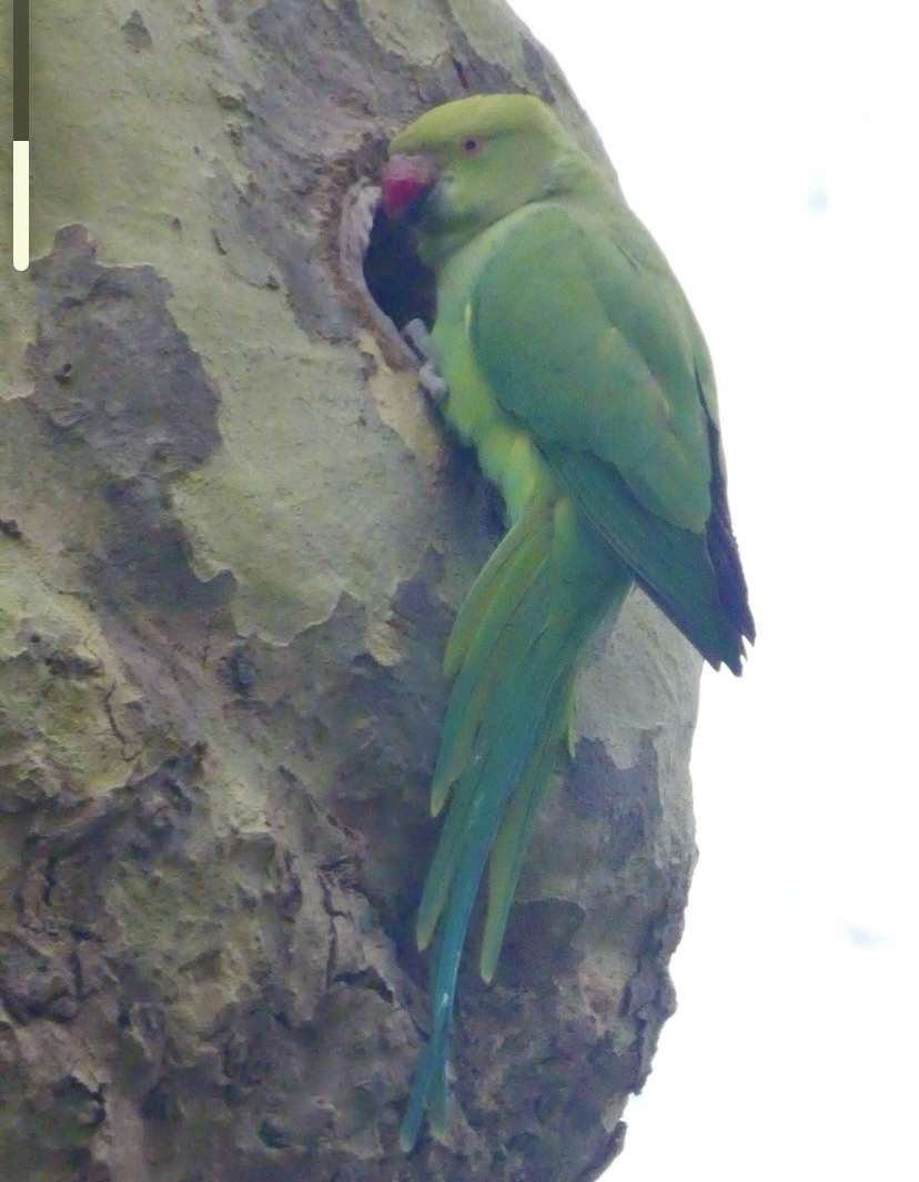 Saltram and Plym Estuary - Devon Birds