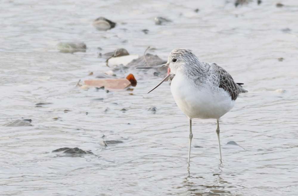 Fremington Pill - Devon Birds