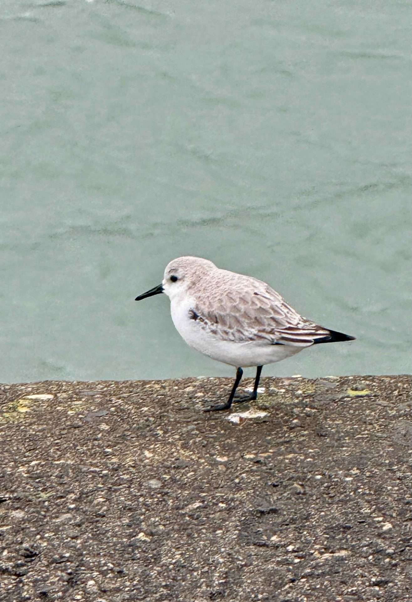 Torquay Harbour - Devon Birds