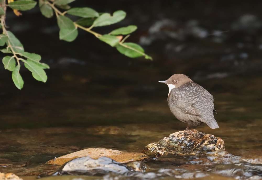 Landacre area - Devon Birds