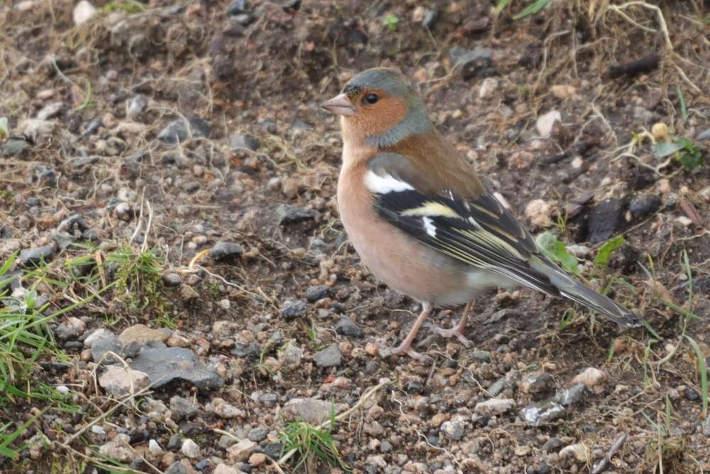 Dartmoor - Devon Birds