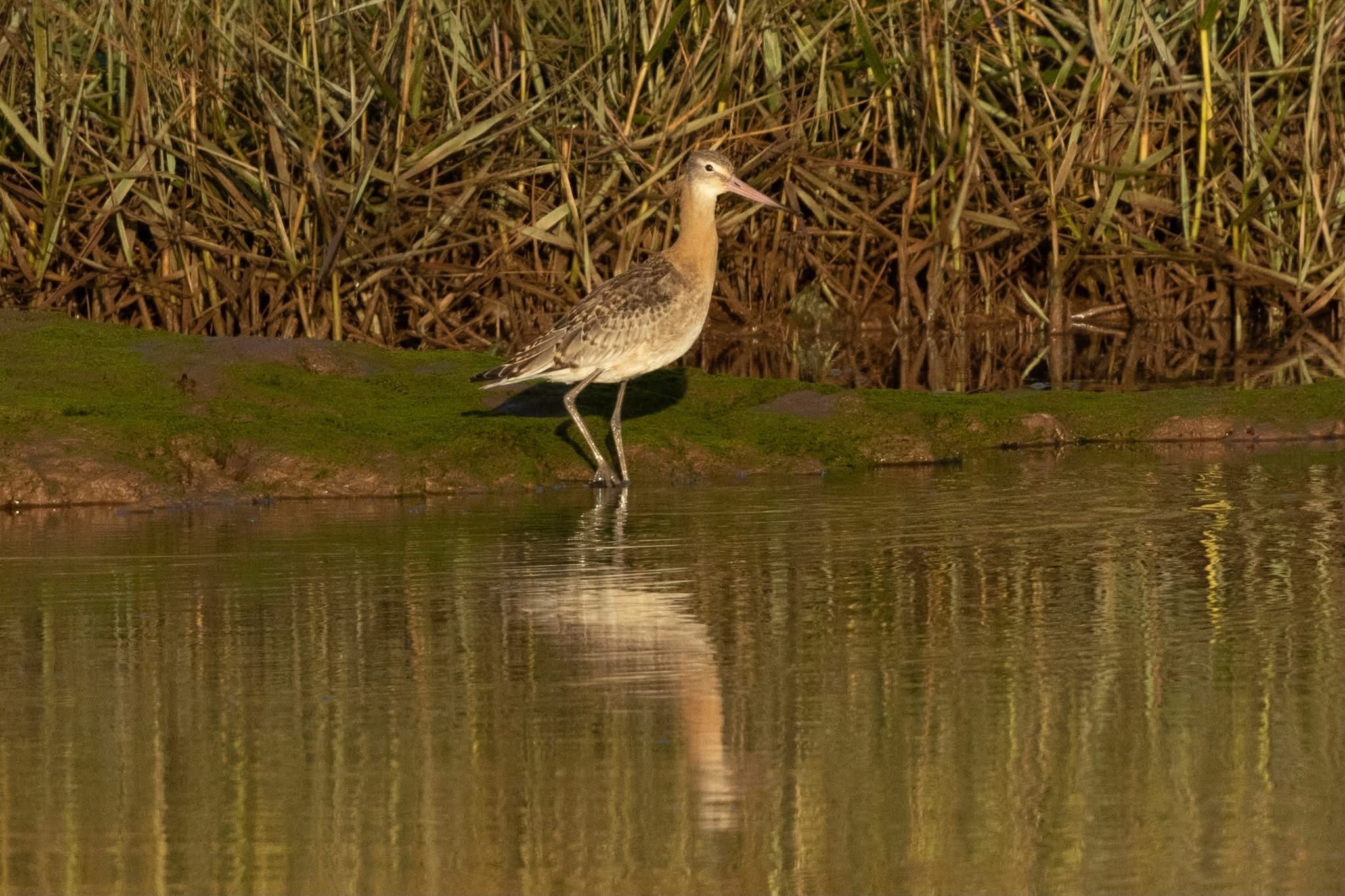 Black tailed Godwits Turf locks Exe estuary - Devon Birds