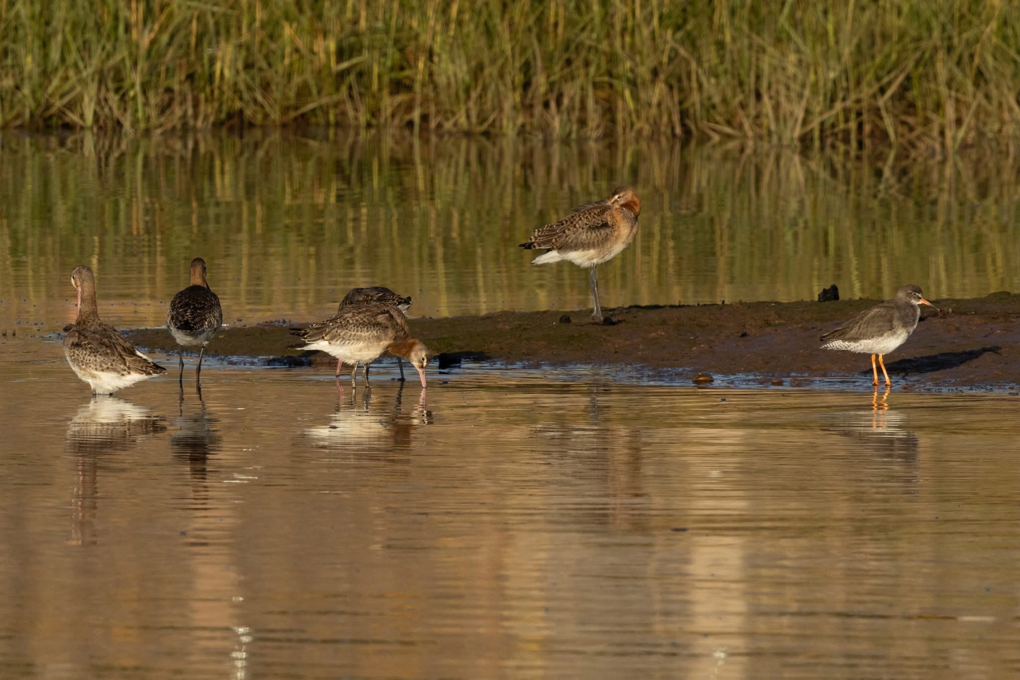 Black tailed Godwits Turf locks Exe estuary - Devon Birds