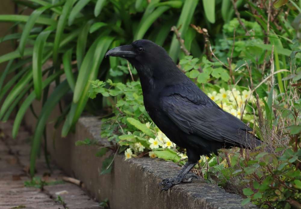 Woolacombe - Devon Birds