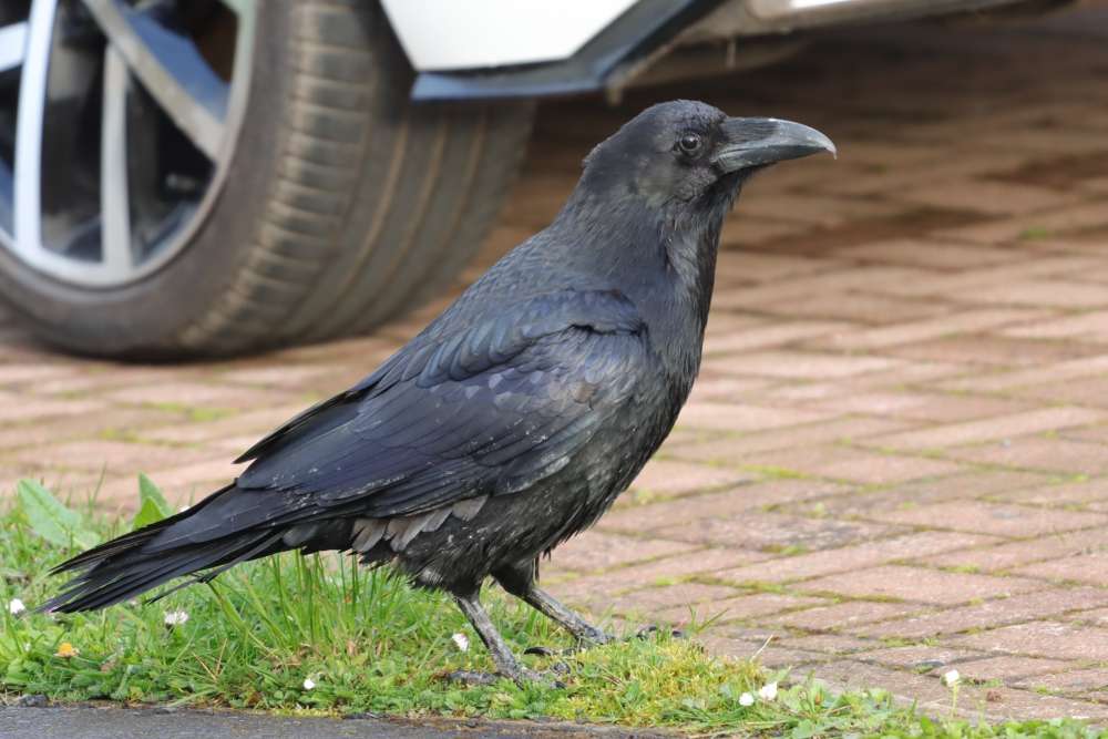 Woolacombe - Devon Birds