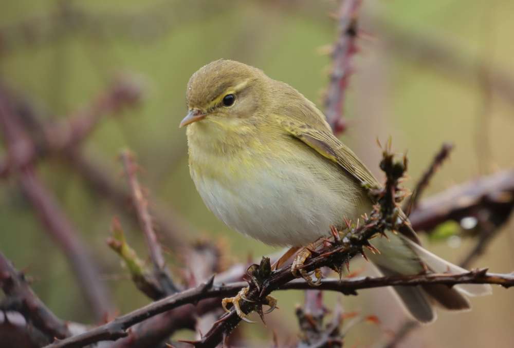 North Devon - Devon Birds