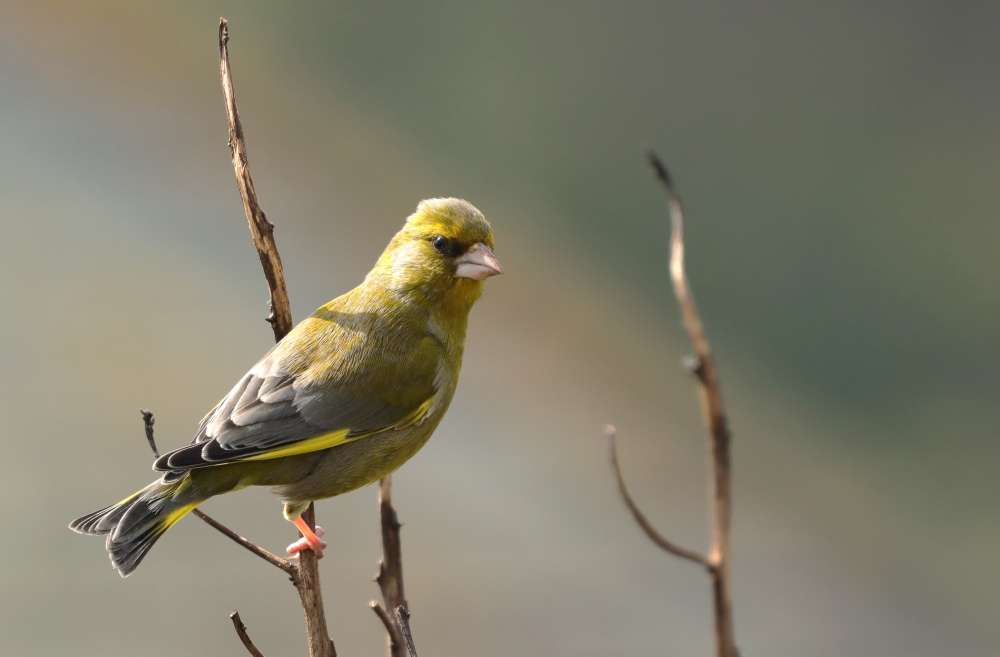 Woolacombe - Devon Birds