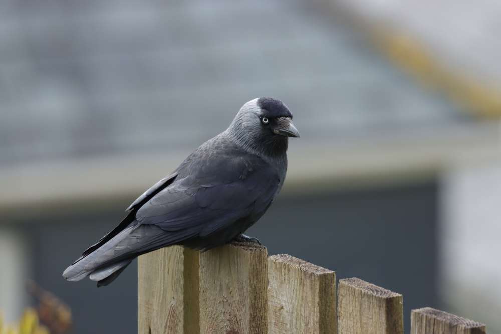 Woolacombe - Devon Birds