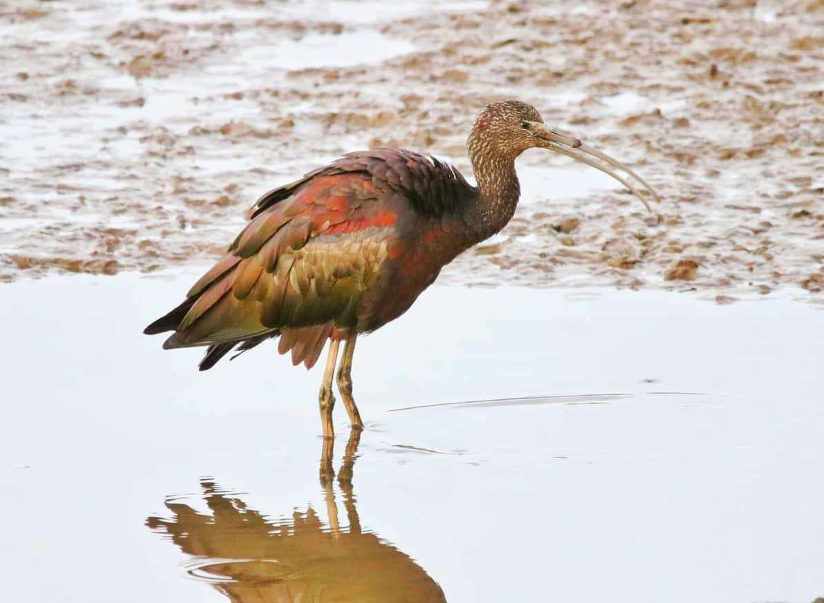 North Devon Glossy Ibis - Devon Birds