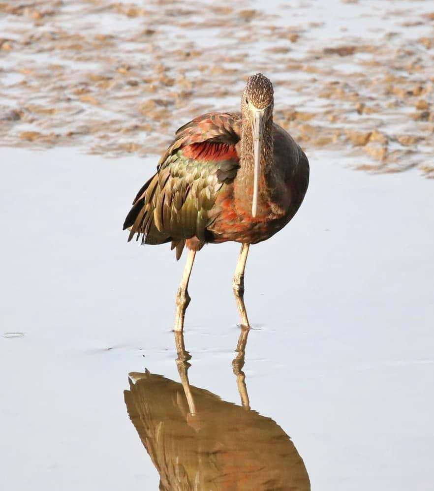 North Devon Glossy Ibis - Devon Birds
