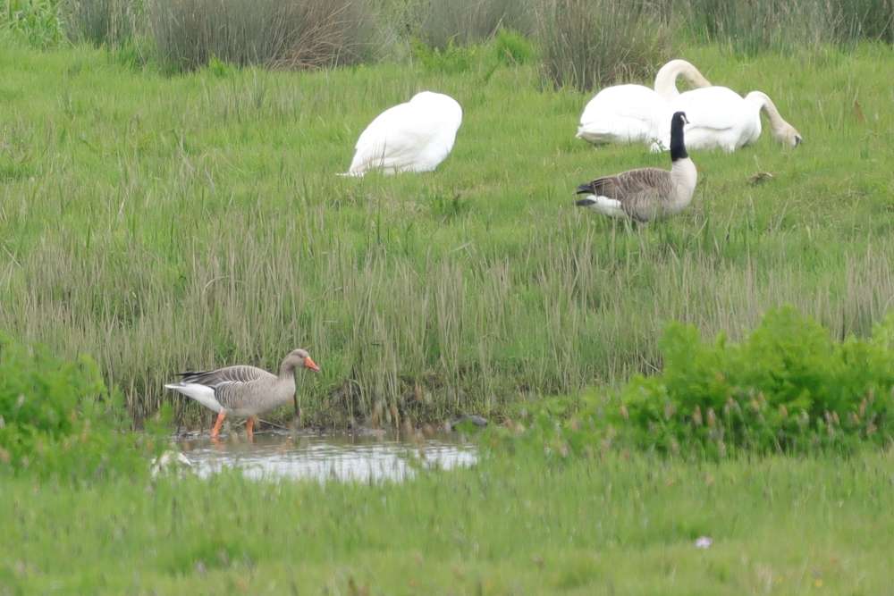North Side of the Taw - Devon Birds