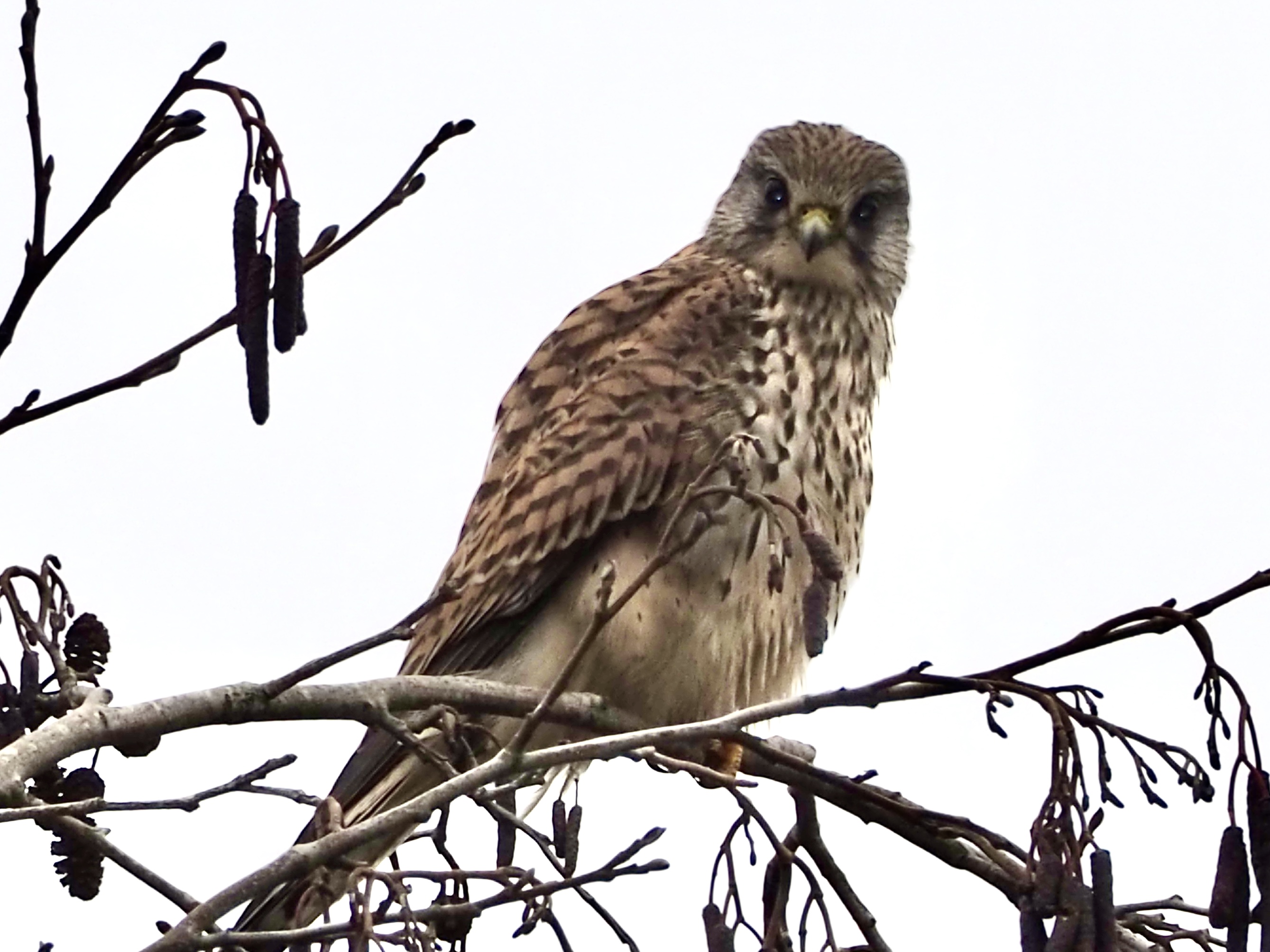 Kestrel - Devon Birds