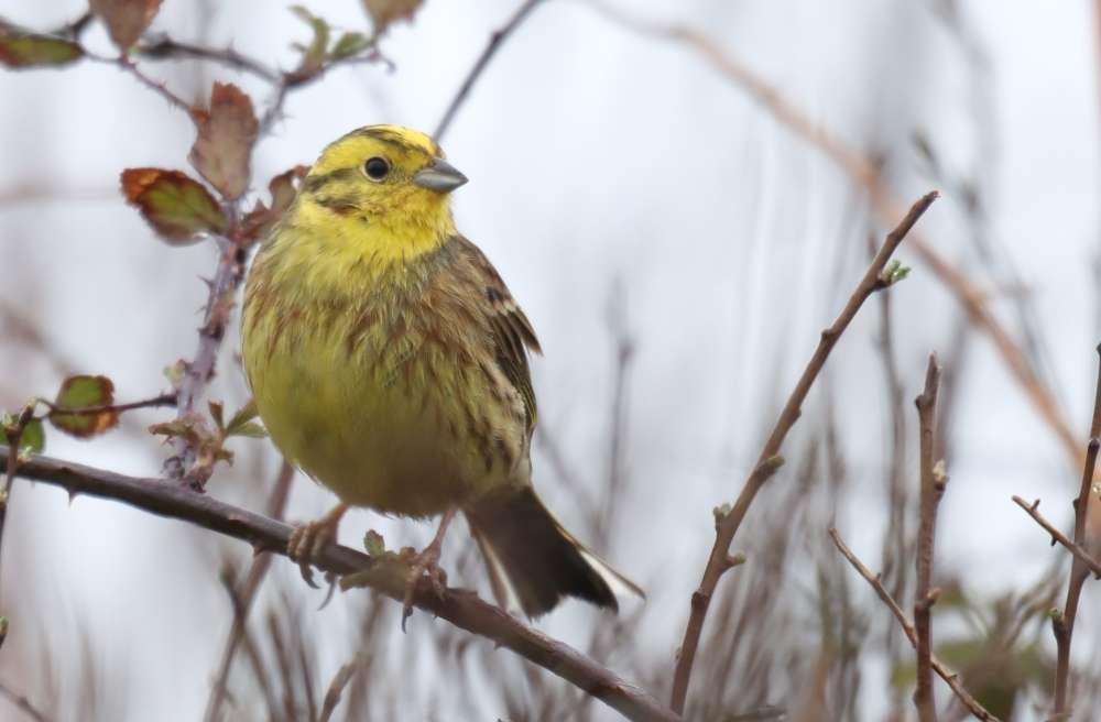Dartmouth area - Devon Birds