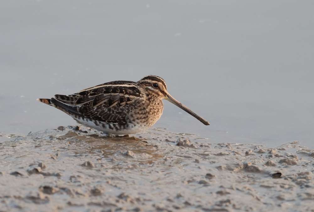 Fremington Pill - Devon Birds