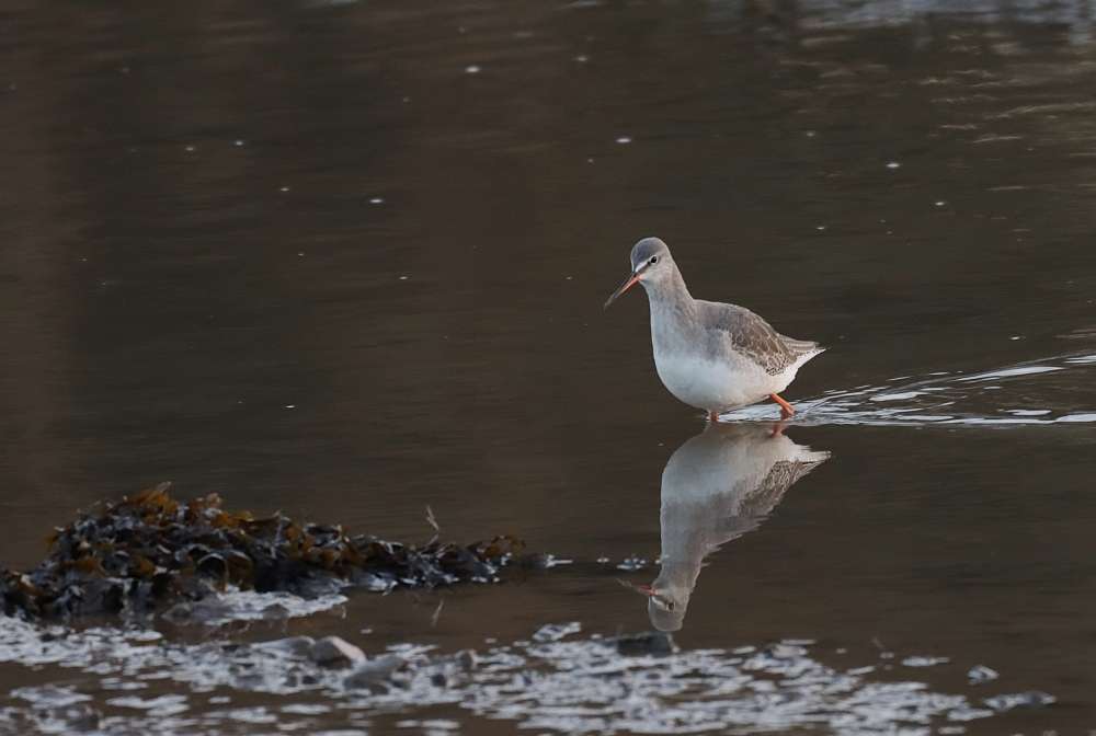 Fremington Pill - Devon Birds