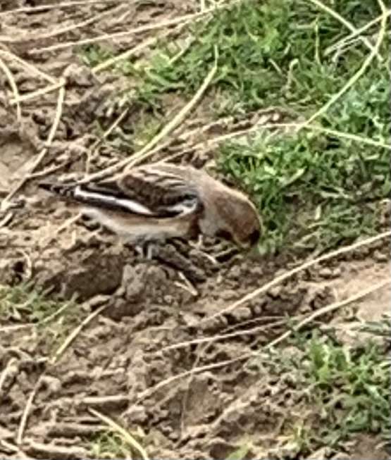 Northam Burrows - Devon Birds