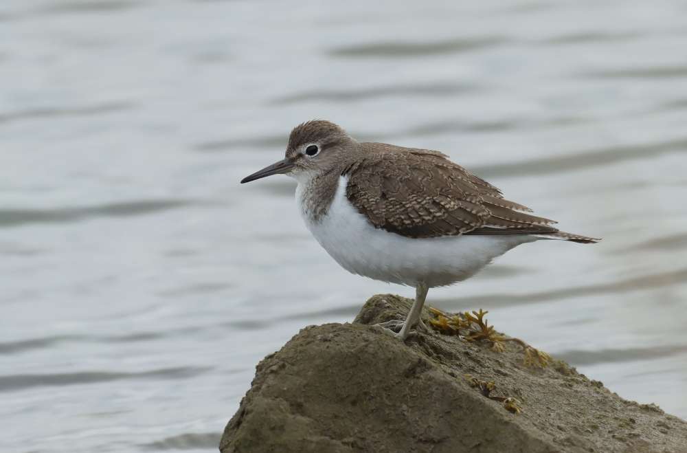 Sherpa Marsh - Devon Birds