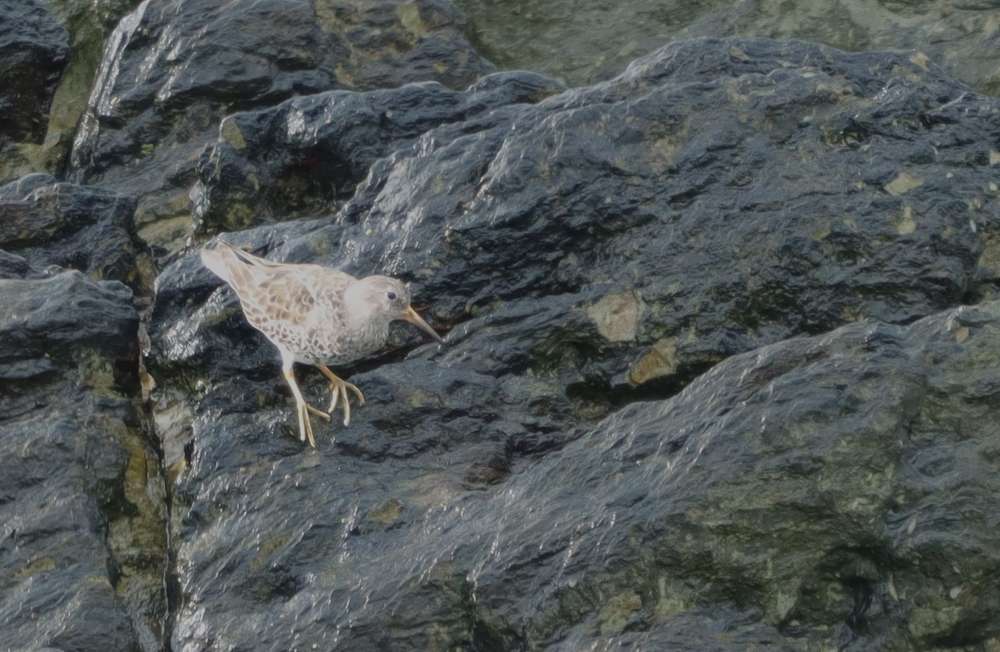 Woolacombe - Devon Birds