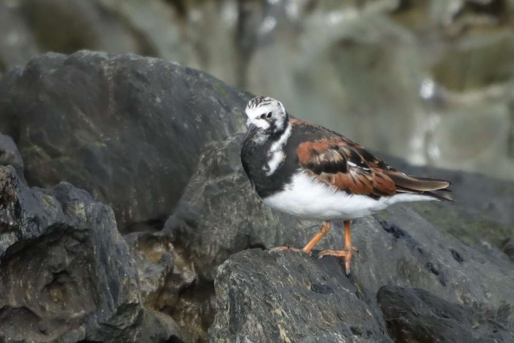 Woolacombe - Devon Birds