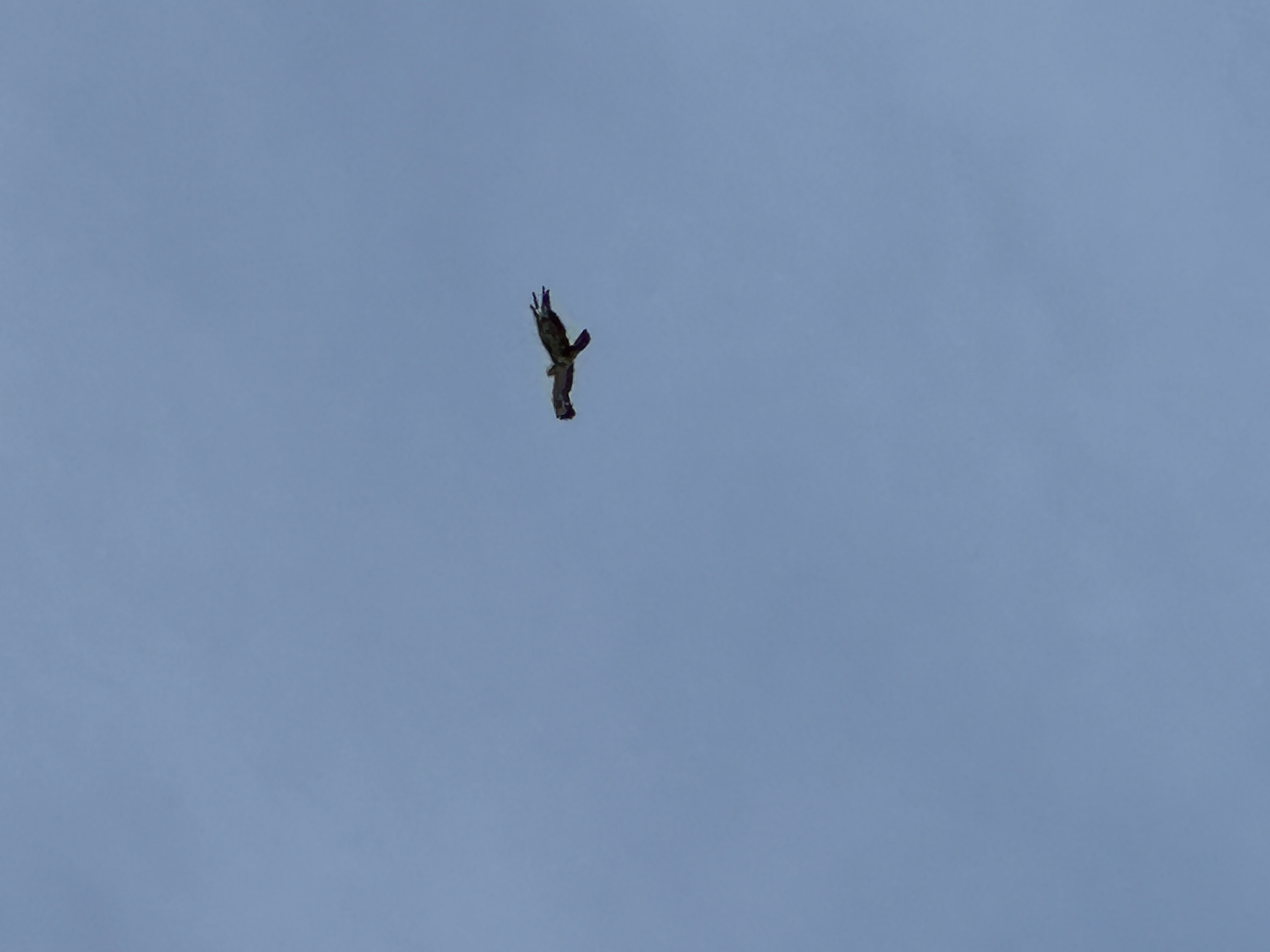 Osprey, Scobbiscombe Farm, Kingston, South Hams - Devon Birds