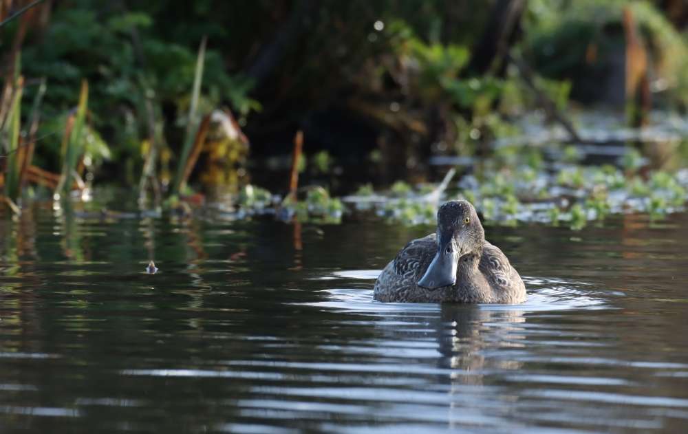 Sherpa Marsh & Braunton Burrows - Devon Birds