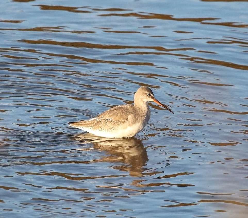 Fremington Pill - Devon Birds