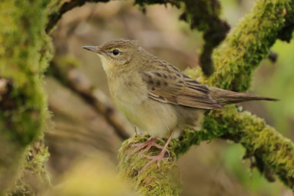 North Devon - Devon Birds