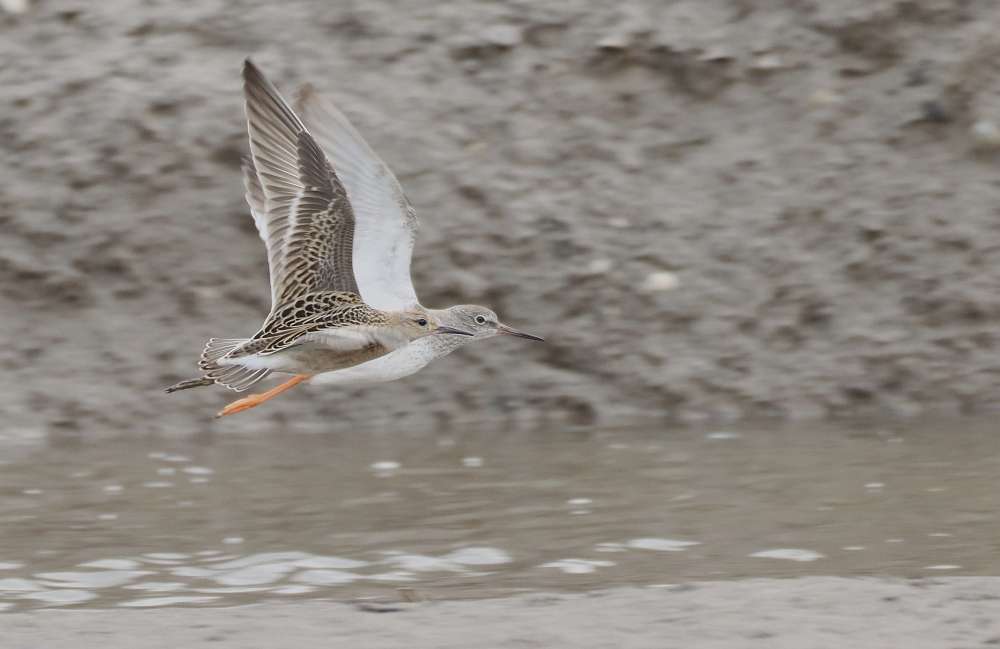 Fremington Pill - Devon Birds