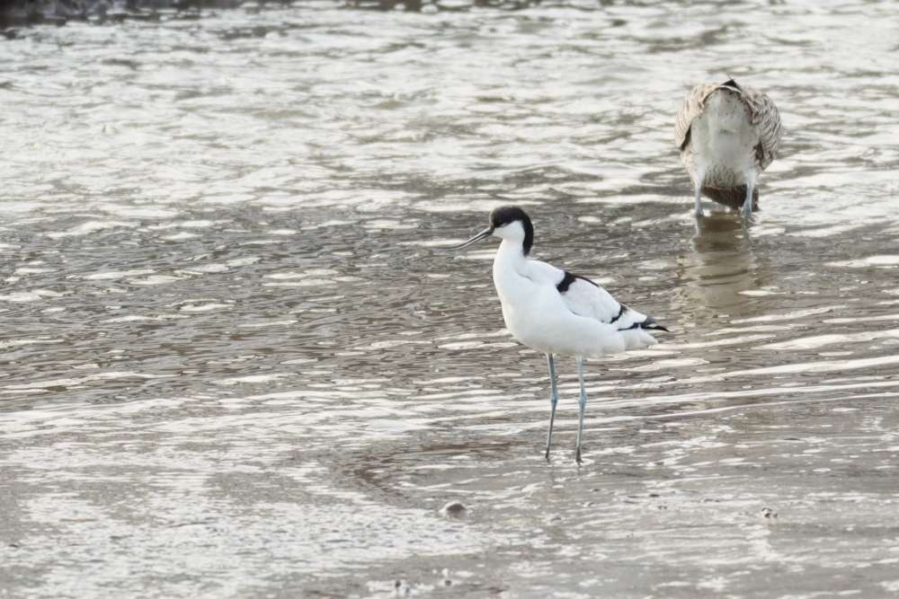 Fremington Pill - Devon Birds