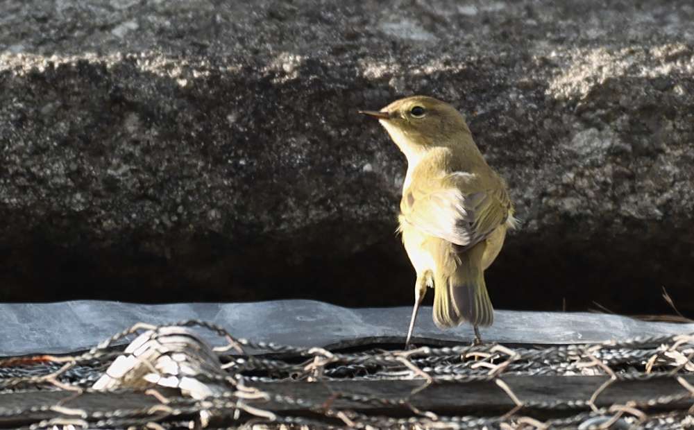 Manaton - Devon Birds