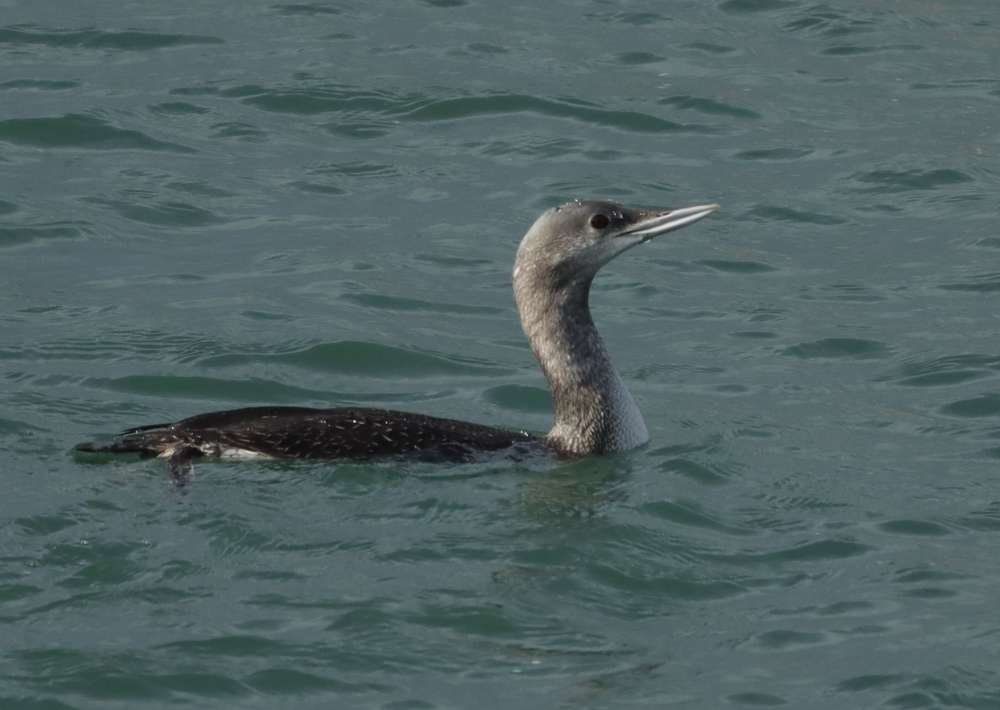 Woolacombe - Devon Birds