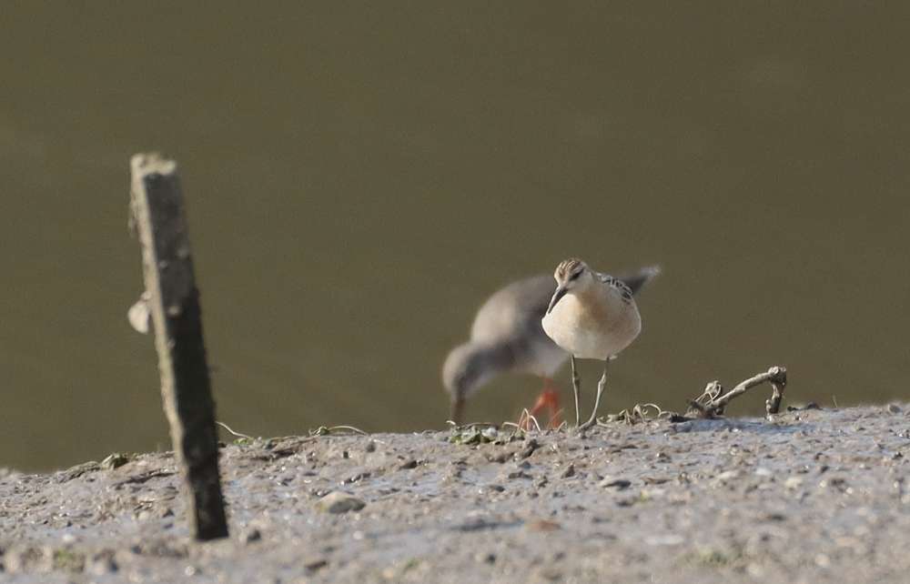 Fremington Pill and Sherpa Marsh - Devon Birds