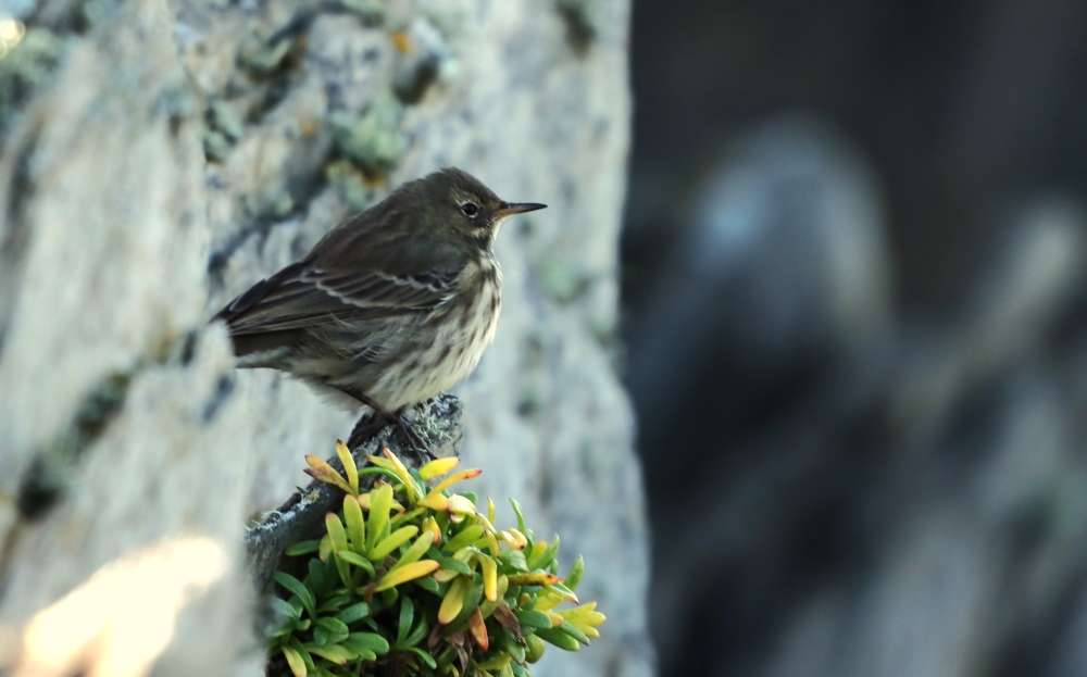 Woolacombe - Devon Birds