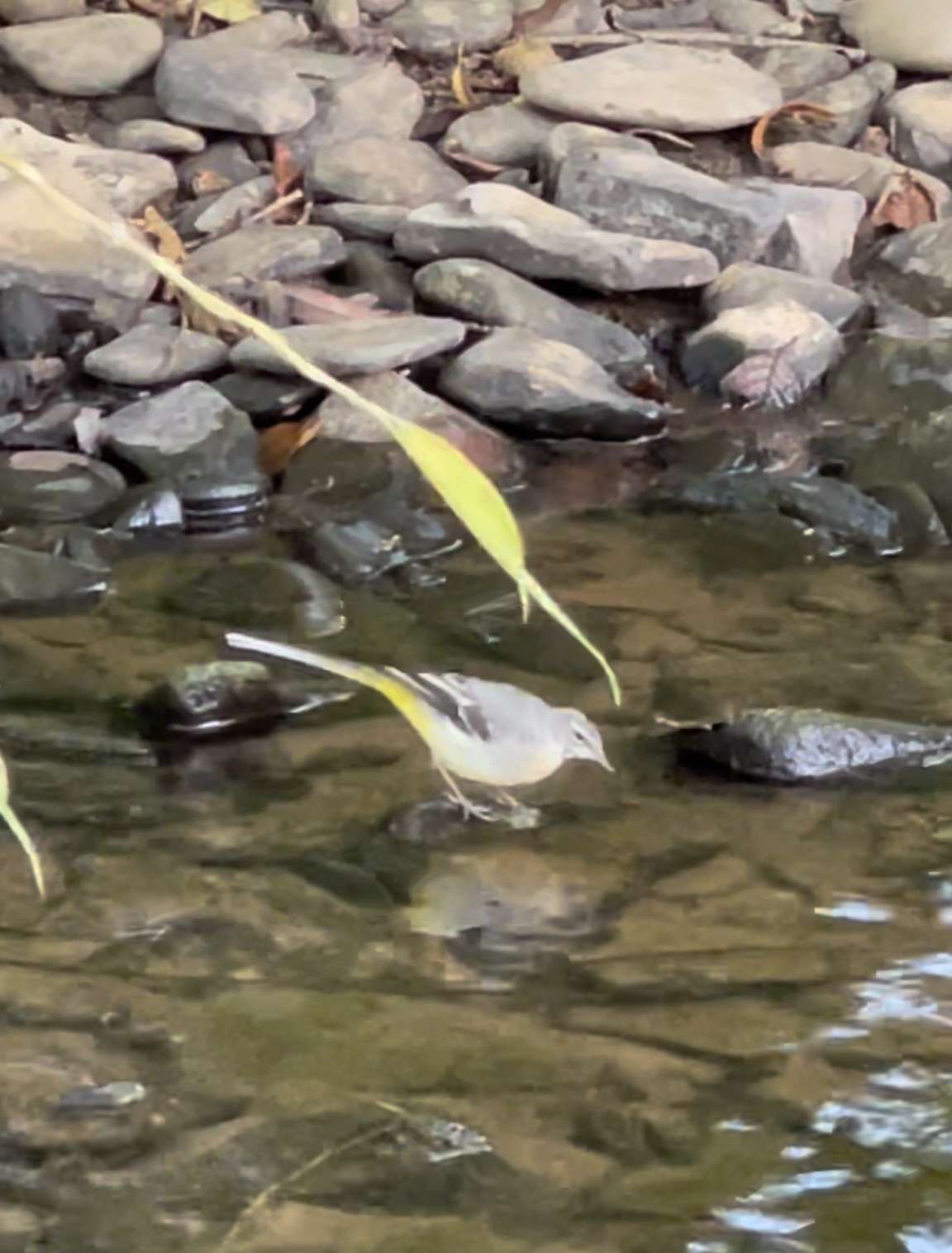 Grey Wagtail spotted along the river in Tiverton, Devon - Devon Birds