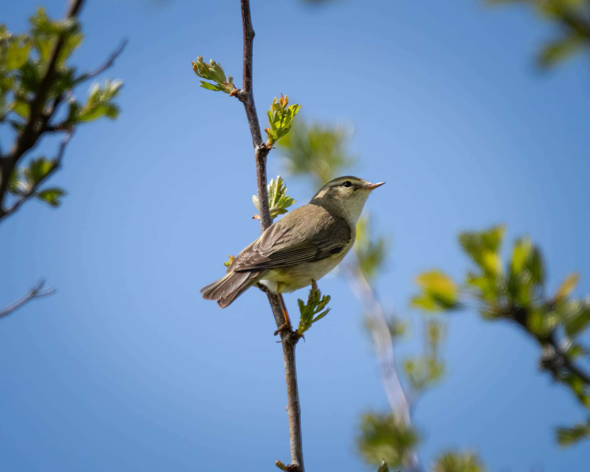 Clearbrook - Devon Birds