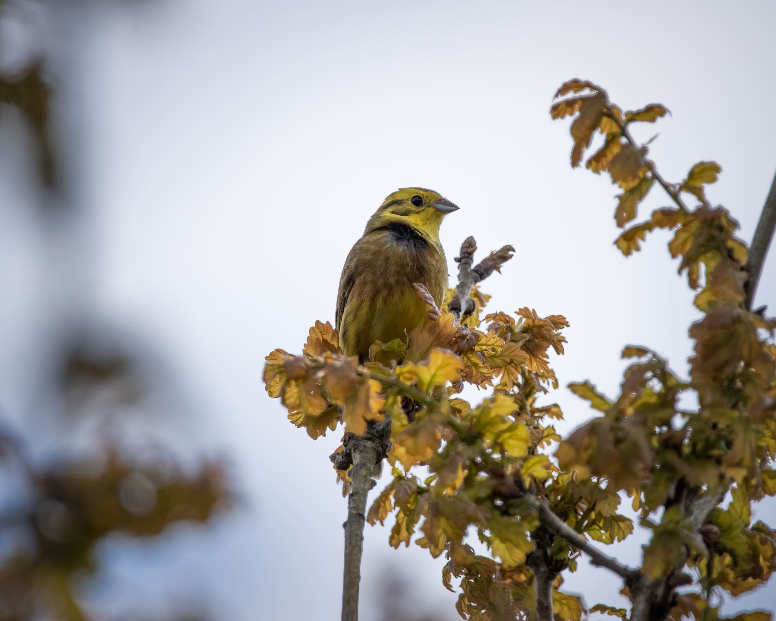 Clearbrook - Devon Birds