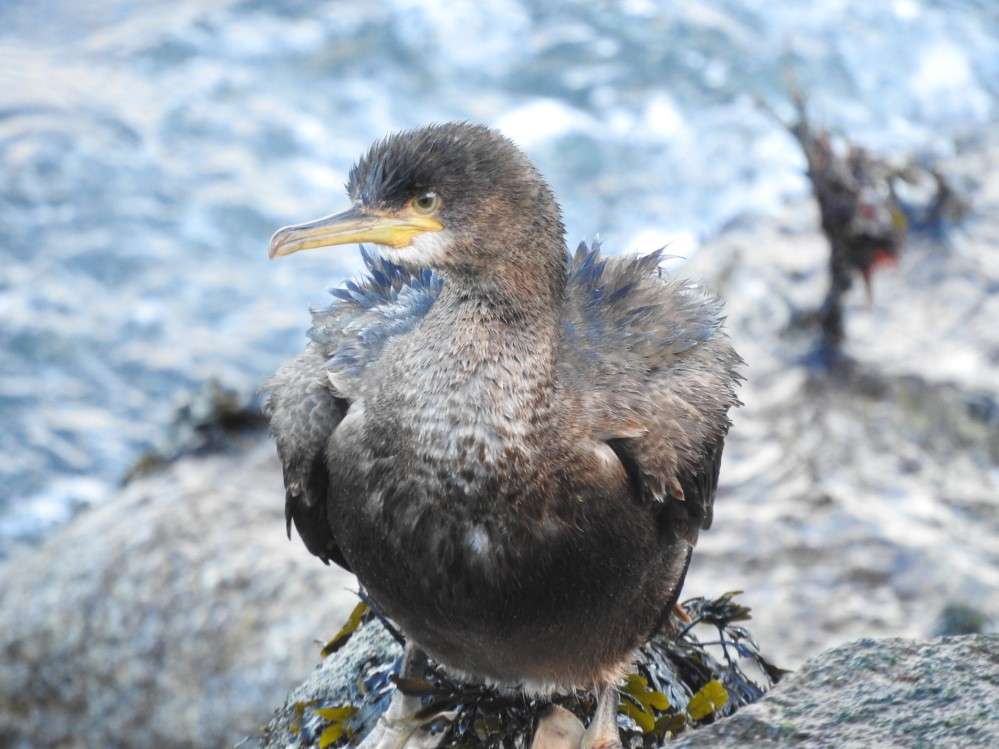 Events News & Writeups - Devon Birds