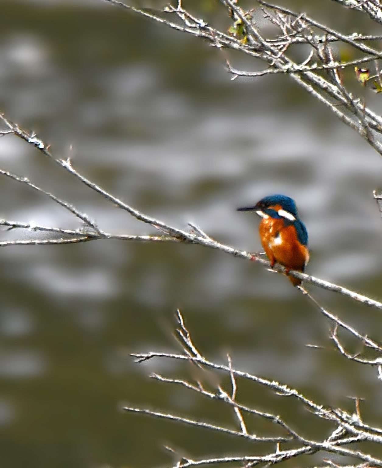 Society News - Devon Birds