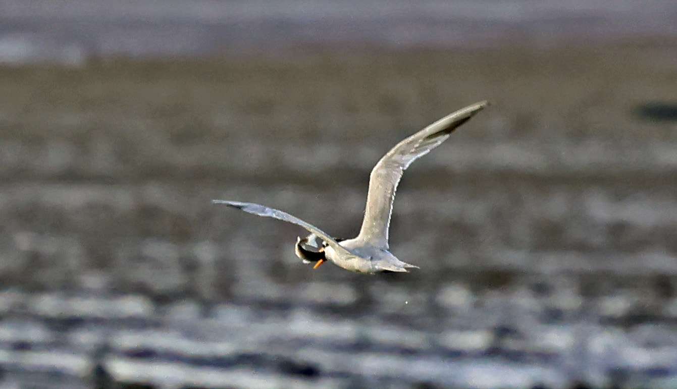 Dawlish Warren - Devon Birds