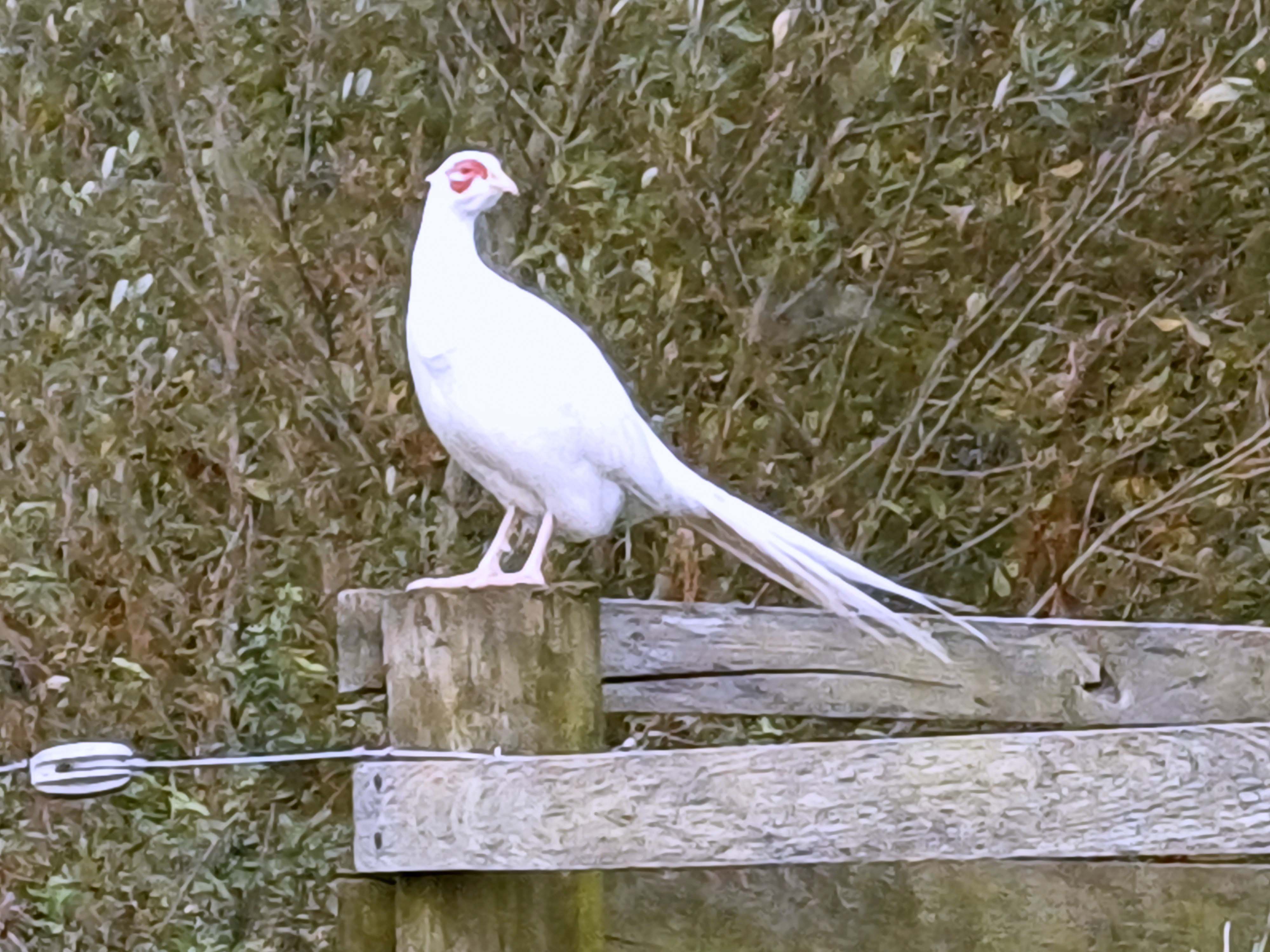 Chilley - Devon Birds