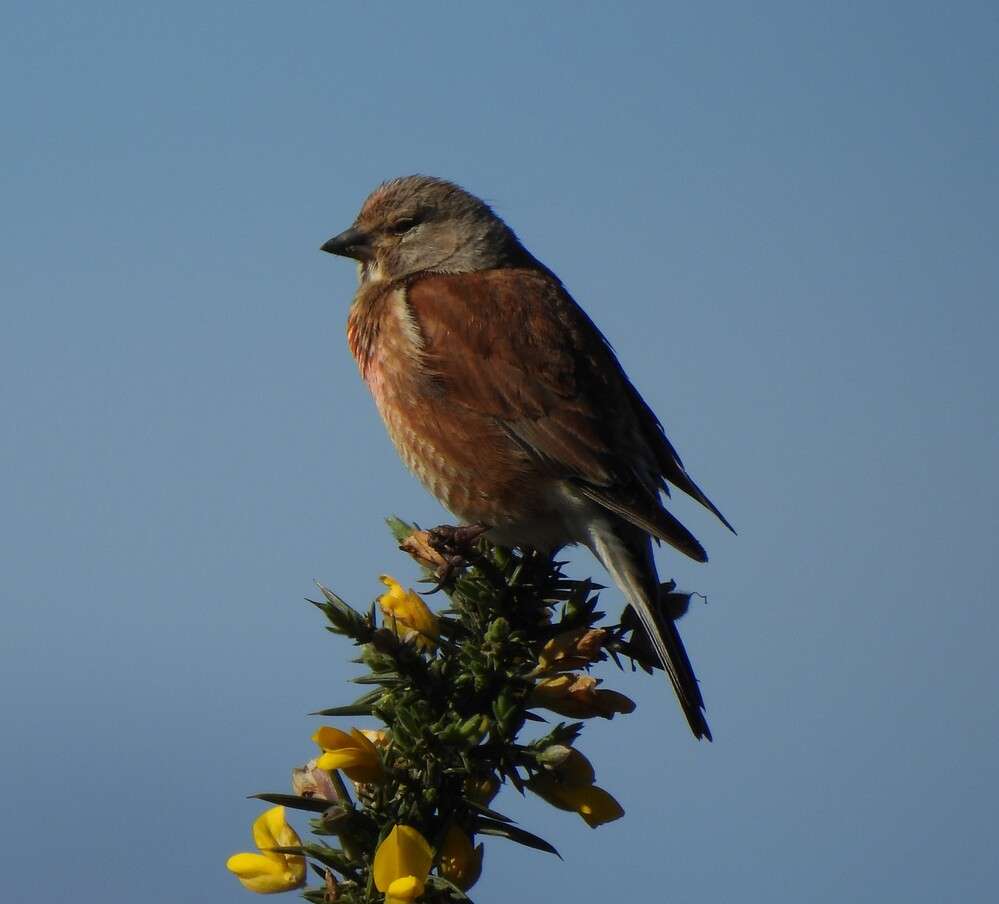 Clearbrook - Devon Birds