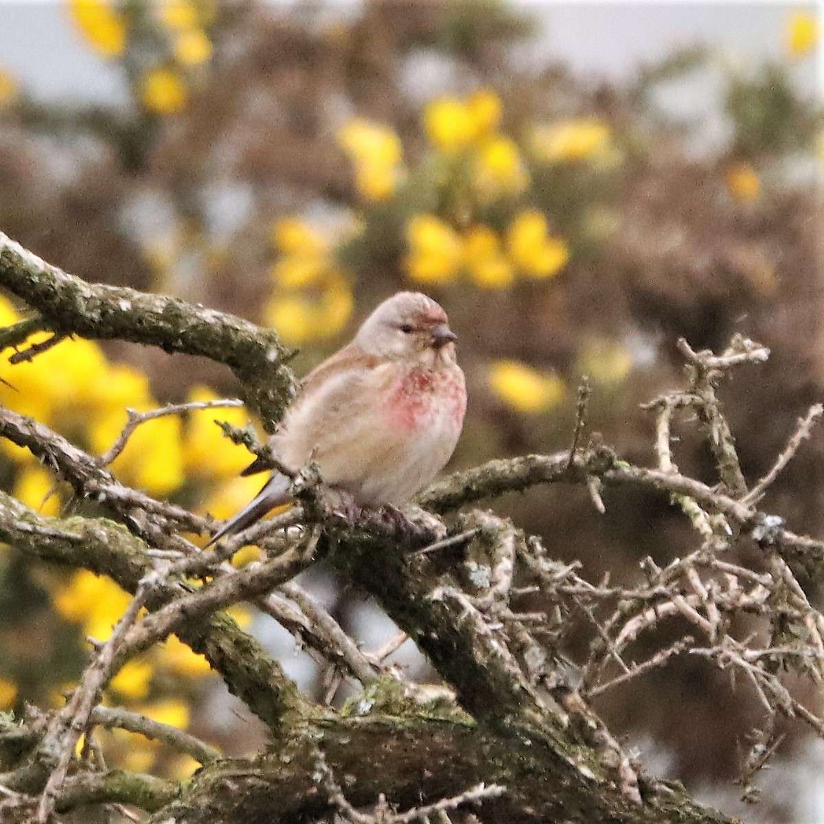 Plymouth - Devon Birds