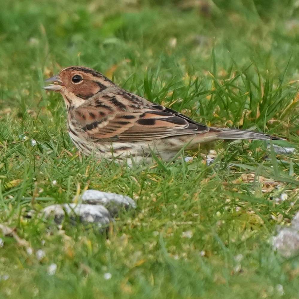 Broadsands Carpark - Devon Birds