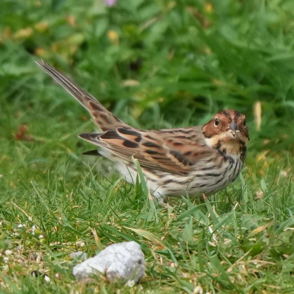 Broadsands Carpark - Devon Birds