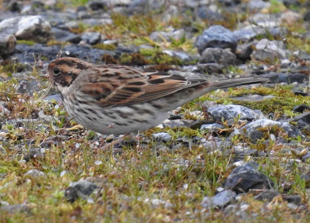 Broadsands - Devon Birds