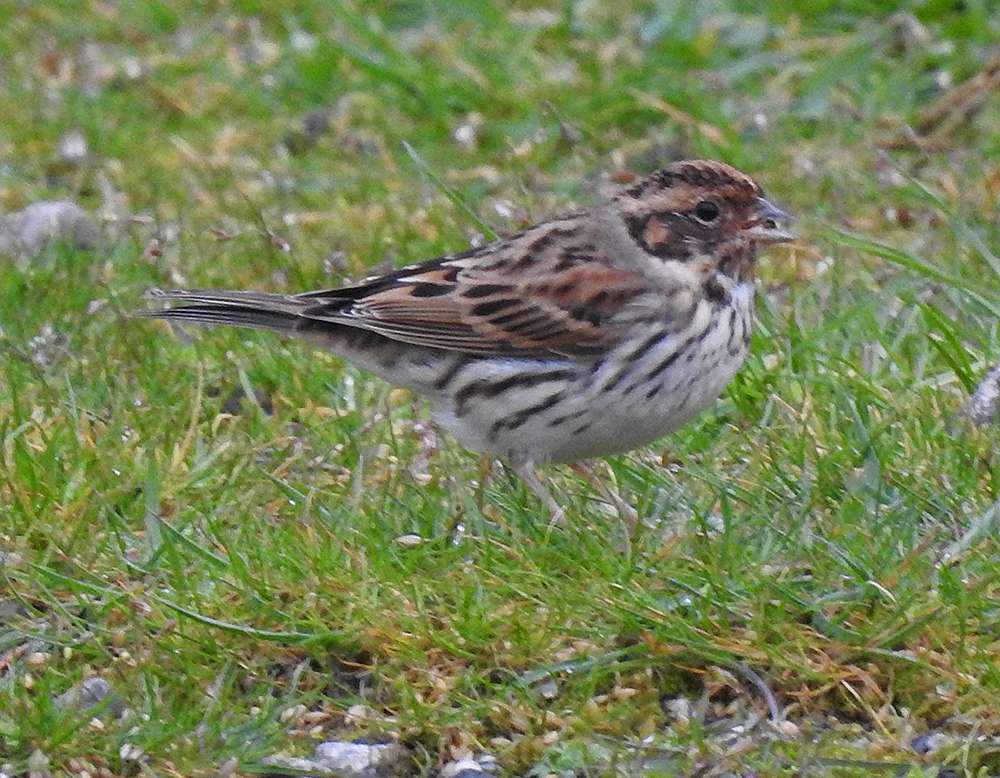Broadsands - Devon Birds