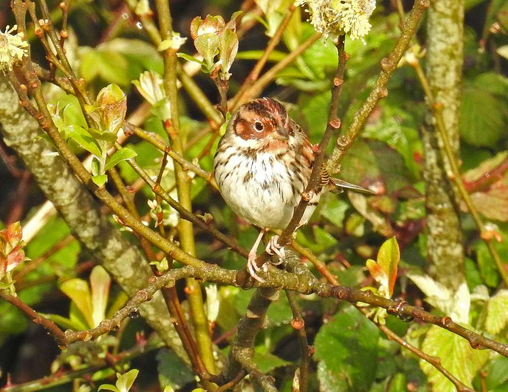 Broadsands - Devon Birds