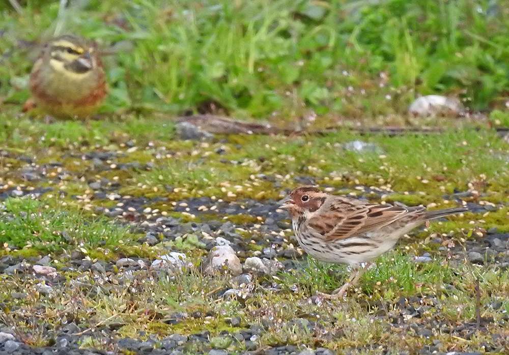 Broadsands - Devon Birds