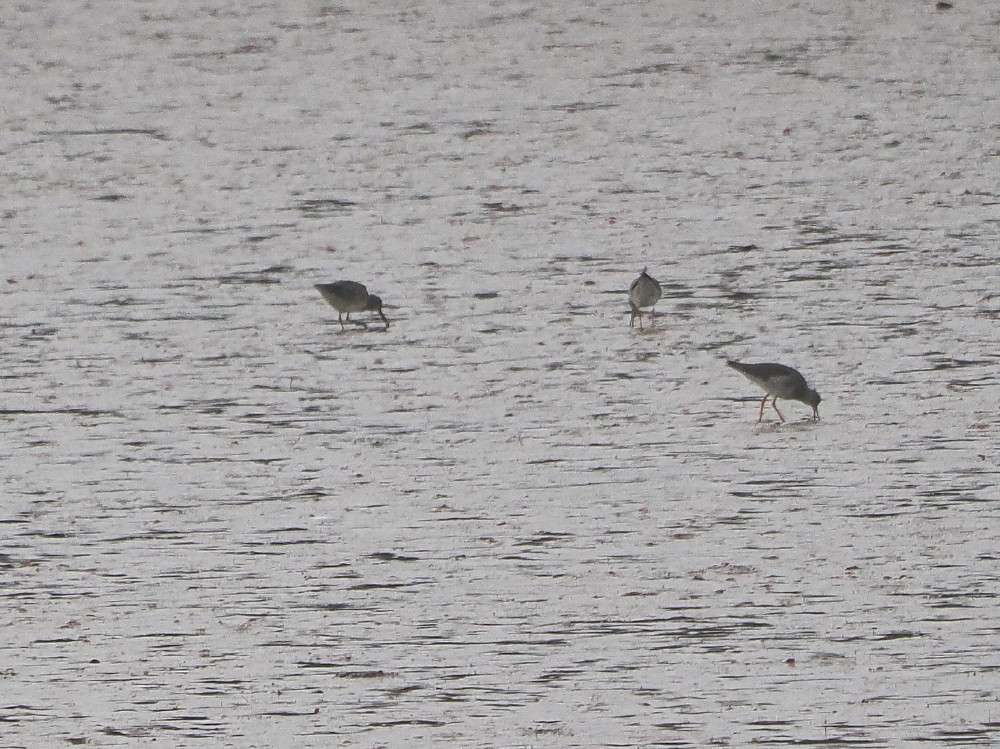 Exe Estuary cruise 14 November - Devon Birds