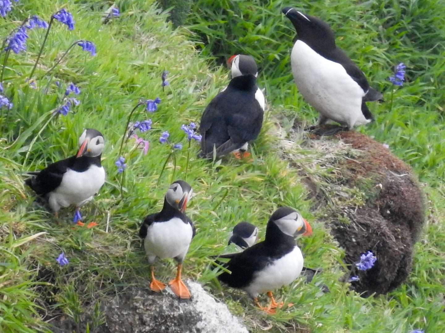 Lundy Day Trip sailing from Bideford on Sunday 3 May 2026 - Devon Birds